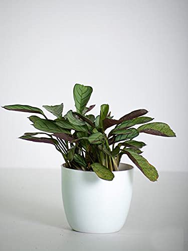 Growcerys Calathea Burle Marxii Amagris : Amazon.in: Garden & Outdoors