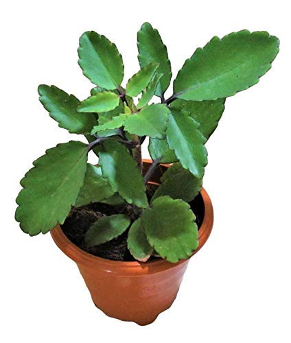 kidney stone plant, Patharchatta, Bryophyllum pinnatum, Air plant ...