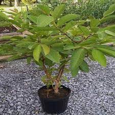 Guava tree live plant (pack of 2) : Amazon.in: Garden & Outdoors