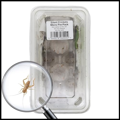 Livefoods4u Micro House Brown Crickets Live Food (1-2mm) - Live Food ...