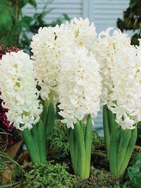 Radha Krishna Agriculture Imported Variety Hyacinth, Dutch hyacinth Flower bulbs mix color For ...