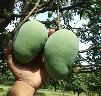 MITU Live Plant Malda Fazli Variety Grafted Aam Fruit Live Plants ...
