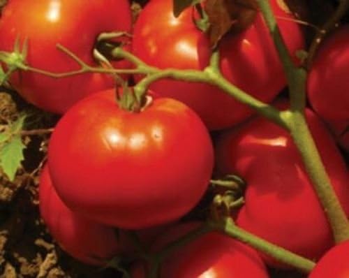 Amazon.com : Apollo Tomato Seeds Philippine Bureau of Plant Industries ...