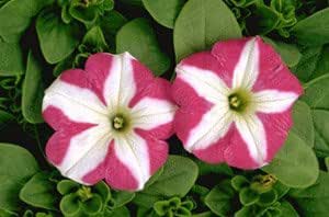 Amazon.com : Petunia Ultra Red Star 1,000 Seeds : Patio, Lawn & Garden