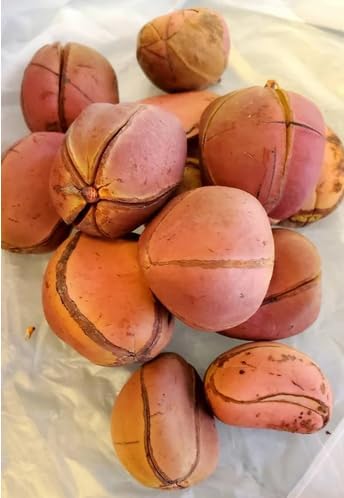 Amazon.com : Lounik African Kola nut, 4,5,6 & 7 Lobes- Kola nuts, Oji ...