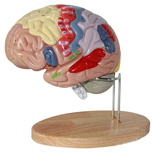 Buy LXT PANDA Human Brain Model, Medical Anatomical Human Regional ...