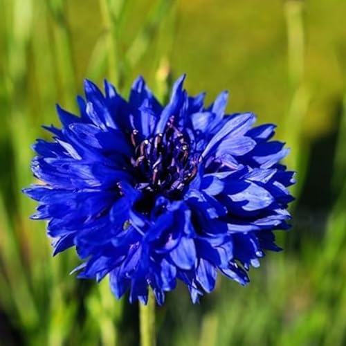 Cornflower Blue Ball Seeds - 200 Native UK Wild Flower Seeds for ...