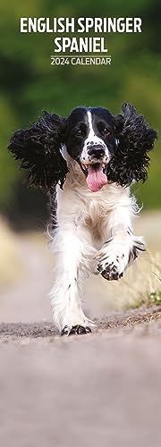 English Springer Spaniel Slim 2024 Calendar : Amazon.co.uk: Stationery ...