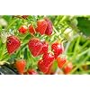 Amazon.com : Earliglow Strawberry Plants for Growing - June Bearing ...