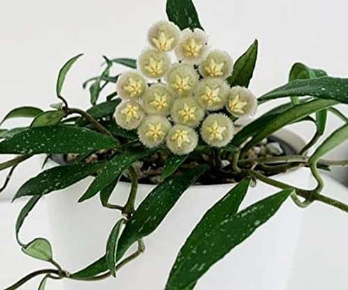 ExoticRarePlants Rare Hoya Mirabilis Splash (clone b) Collector's ...