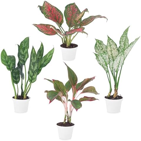 Amazon.com : United Nursery Aglaonema Ruby Ray Chinese Evergreen Live ...