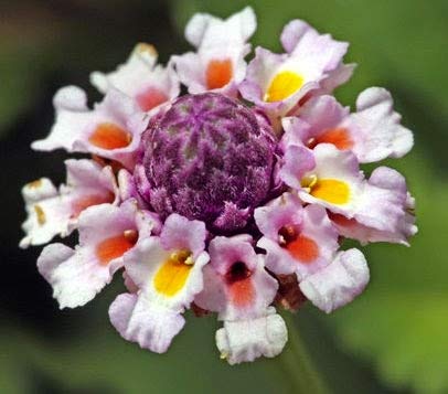 3V PRODUCTS: Poduthalai Powder 50g | Lippia nodiflora | Phyla nodiflora ...