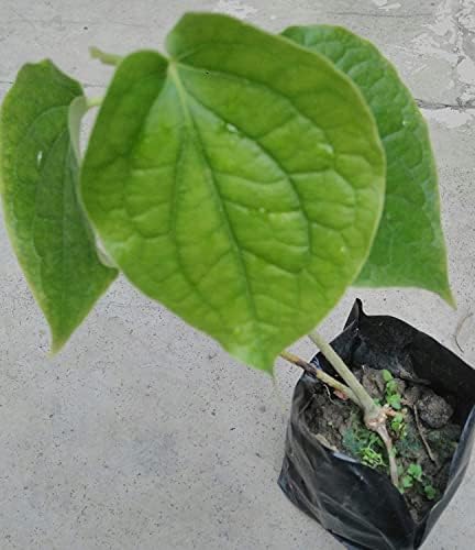 Chui Jhal Piper Chaba Live Plant, Small Tree in Pot, Growing Guide ...