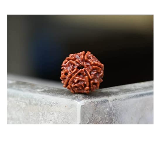 OPTIMUS RUDRAKSHA Premium A1 Panchmukhi Rudraksha Original Certified ...