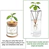 Amazon.com: UNIFAMILY Glass Avocado Seed Starter Vase with Metal ...