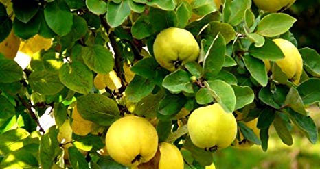 Plants Point Live Bel Patra/Bel Tree/Bilva Patra/Bael/Bel Pathar Fruit ...