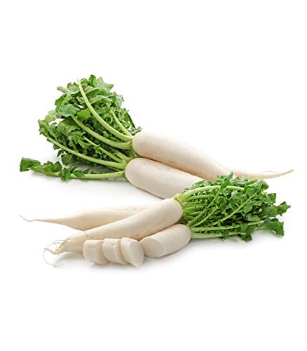 RADISH (MOOLI) VEGETABLES SEEDS (AVG 100-150) SEEDS X 8 PACKET : Amazon ...