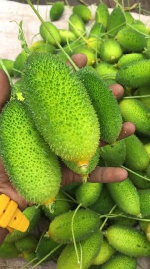 kakoda kantola seeds hybrid Pack Of 7 : Amazon.in: Garden & Outdoors