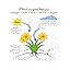 STEM Science Poster Photosynthesis Anchor Chart Educational Biology ...