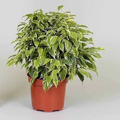 Buy JooGTooK Ficus Iland Dwarf - Ficus benjamina, Weeping Fig Live ...
