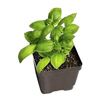 Italian basil seeds for planting,100% germination (10 seeds) : Amazon ...