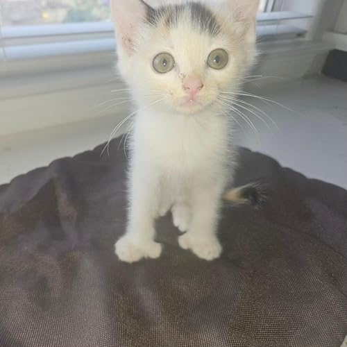 Play Mr. Beep Radio (Season 1) by Mr. Beep on Amazon Music