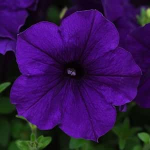 Amazon.com : Park Seed E3 Easy Wave Blue Petunia Seeds, Pack of 10 ...