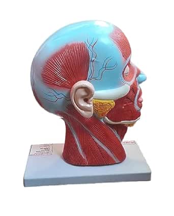 Human Half Head Superficial Neurovascular Model with Musculature ...