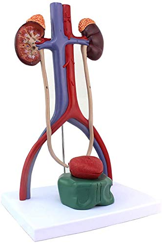 Buy LBYLYH Model of Human urinary system, Human anatomical model ...