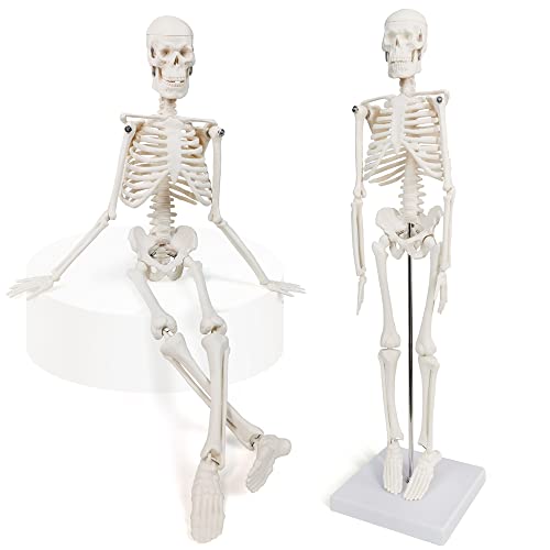 Top 8 Incredible Human Body Anatomy Models for Young Explorers