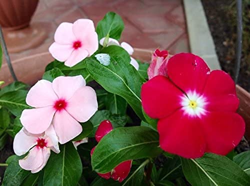 Dwarf All Seasons Periwinkle Madagascar Mix Flower Seeds- 35+ Seeds ...