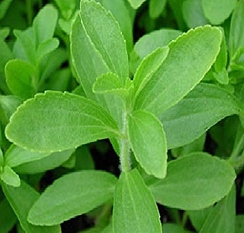 HERBALISM Yashtimadhu Mulethi plant : Amazon.in: Garden & Outdoors