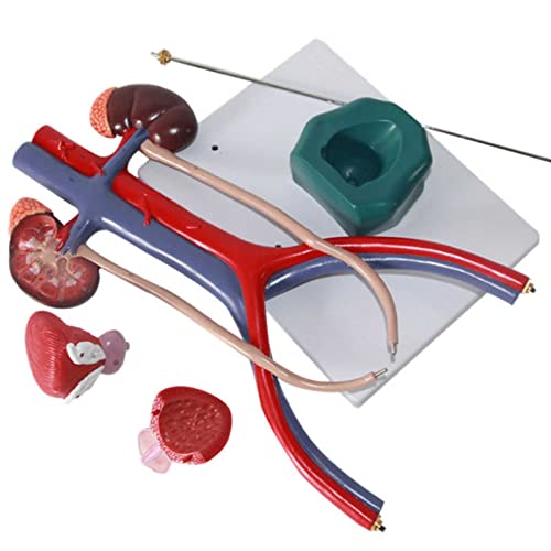 Urinary System Model Tall Anatomy Model of Male Urinary System Features ...