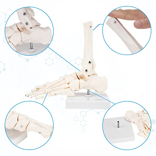 Snapklik.com : SKUMOD Human Foot Skeleton Model, Life Size Foot Bone Model