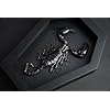 Amazon.com - Real Large Scorpion Beetle Coffin Black Frame Gothic Decor ...