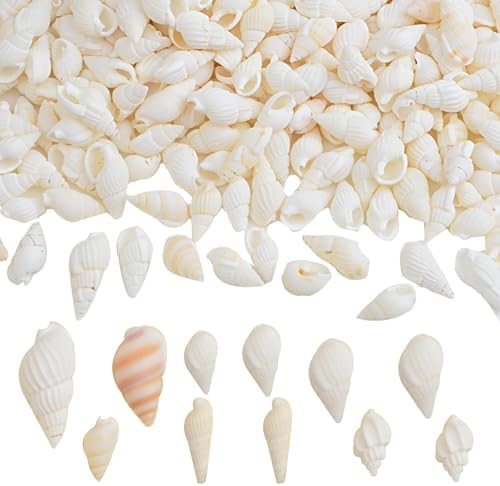 Amazon.com: Approx 700pcs Small White Clam Cay Seashells Natural Tiny ...