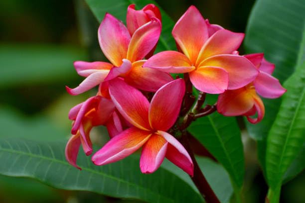 The Gifti Pink Beauty in Bloom Champa/Plumeria/Champak Pink Flower Live ...