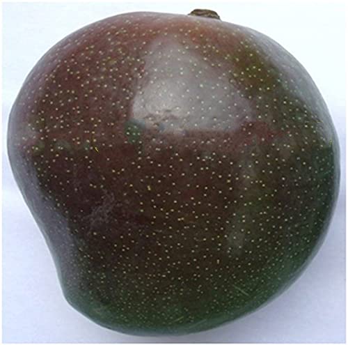 NurseryLive Rare " Black Stone " Mango Hybrid 1 Healthy Live Plant ...