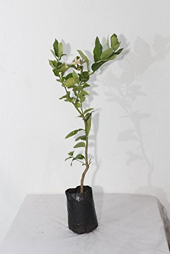 Mauli Nursery Plant 15 : Amazon.in: Garden & Outdoors