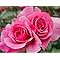 Amazon.com : Duet Light Pink Rose Bush, Rose Bushes Ready to Plant, 2 ...