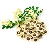 Amazon.com : Moringa Seeds 30ct Moringa Tree Seeds - 90% Germination ...