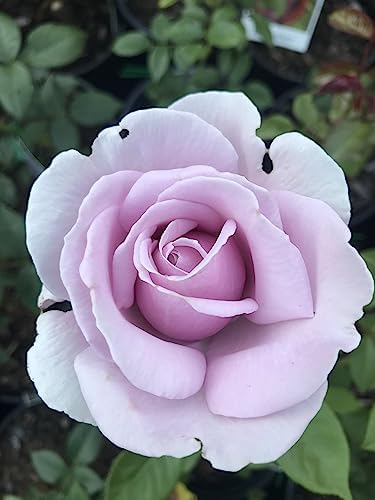 Blue Moon Hybrid Tea Bush Rose, Fragrant ICY Blue/Lilac/Mauve Blooms 3 ...