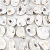 Amazon.com: QEQEKAKA 30PCS Oyster Shells 2"-2.5" Small Flat Oyster ...
