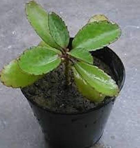Buy BLUE UNIVERSE Panfuti/Bryophyllum Pinnatum/Miracle Leaf ...