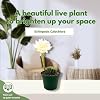 Amazon.com : BubbleBlooms Lemon Barrel Cactus in a 4 inch Pot ...