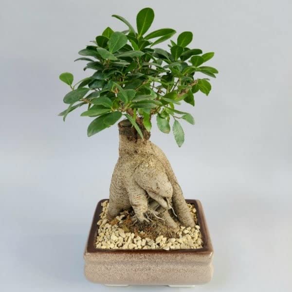 Indian banyan bonsai tree live plant : Amazon.in: Garden & Outdoors