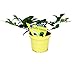 Exotenherz - Kaffir-Limette - Citrus hystrix - 1 Pflanze ...
