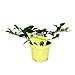 Exotenherz - Kaffir-Limette - Citrus hystrix - 1 Pflanze ...