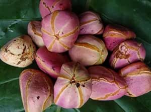 Amazon.com : 4 Lobes African Kola nut, Oji Igbo, Cola Acuminata Kola ...