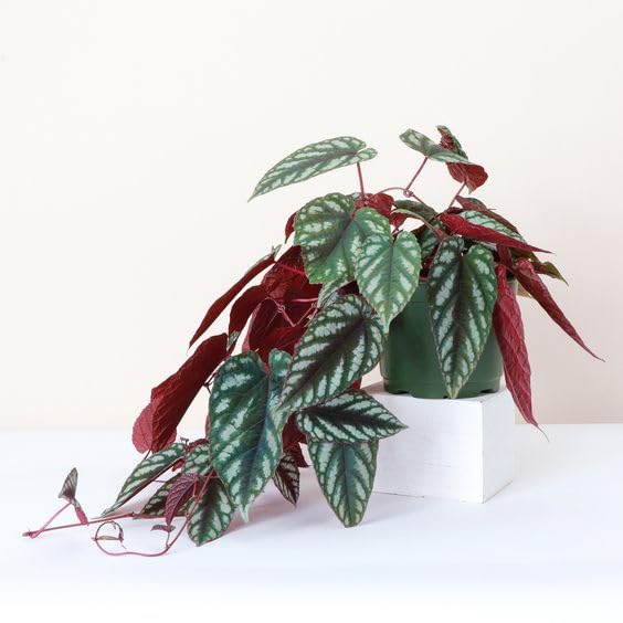 SHOP.SPEND.REPEAT Rex Begonia vine Cissus Discolor vine Indoor Plant ...